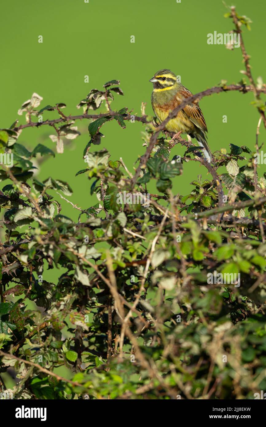 Cirl bunting Emberiza cirlus, adult male, perched in bramble thicket ...