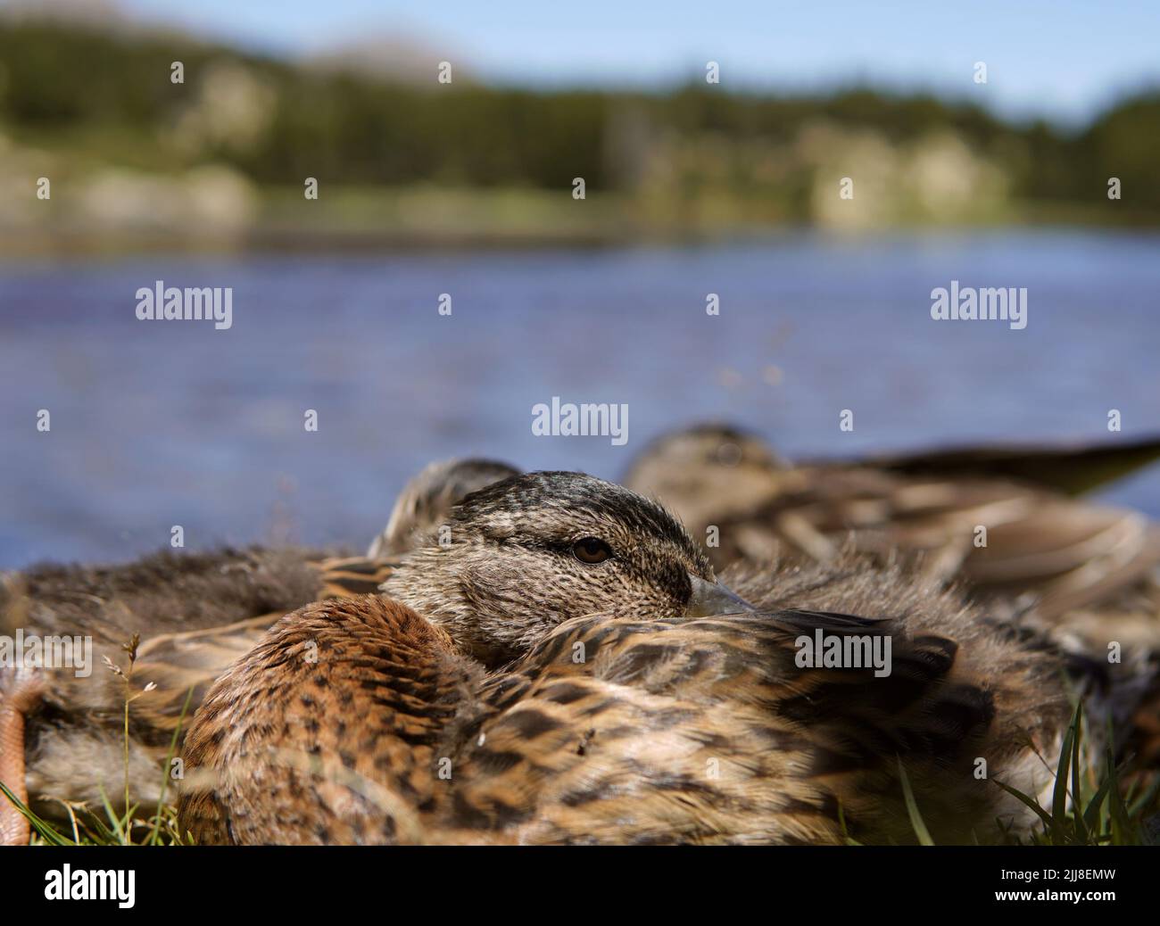 Some ducks in the foreground and a lake with mountains behind Stock ...