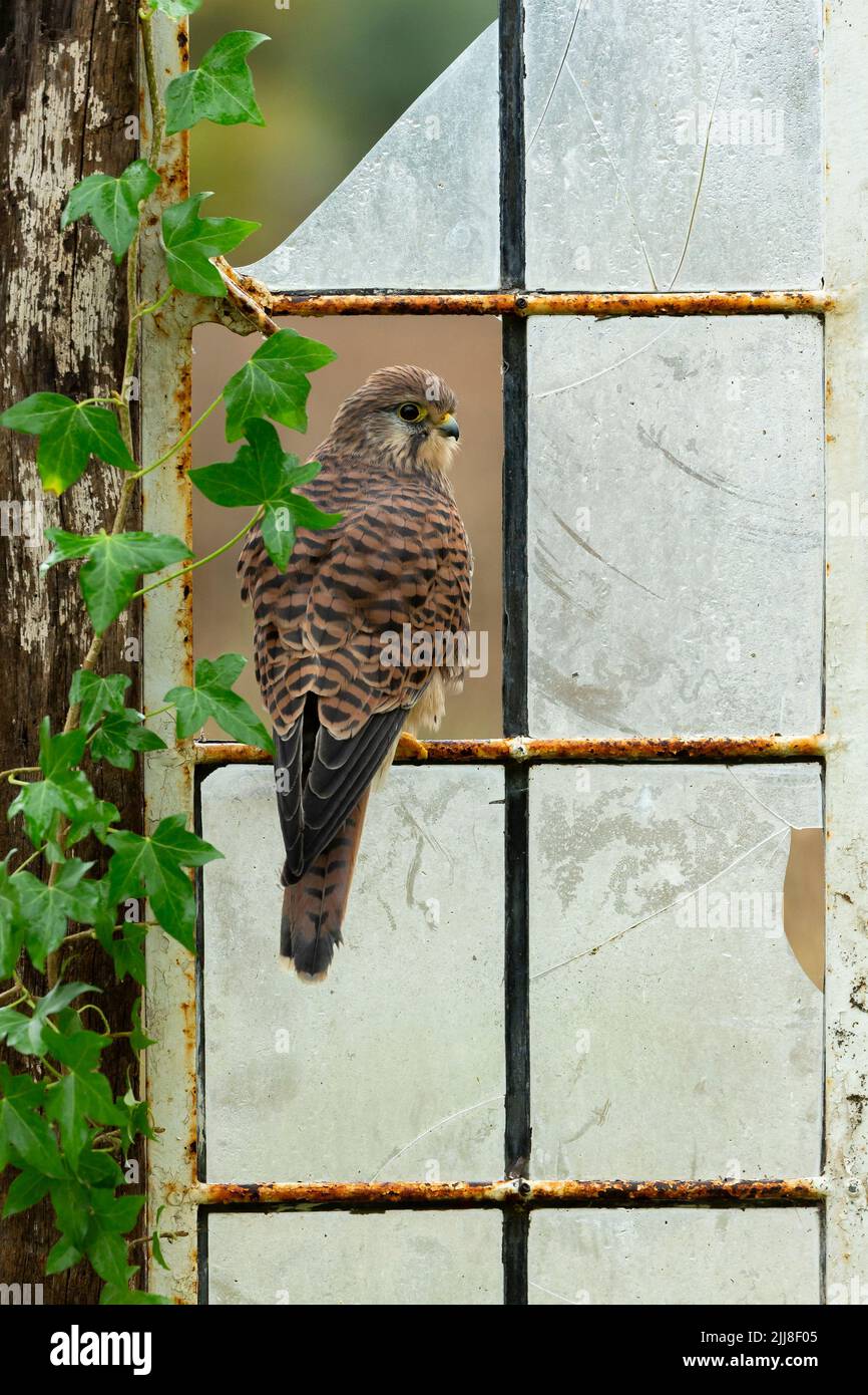 Common kestrel Falco tinnunculus (captive), adult female, perched in ...