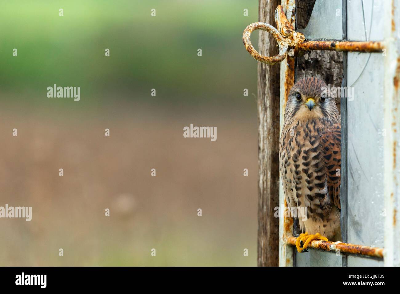 Common kestrel Falco tinnunculus (captive), adult female, perched in ...