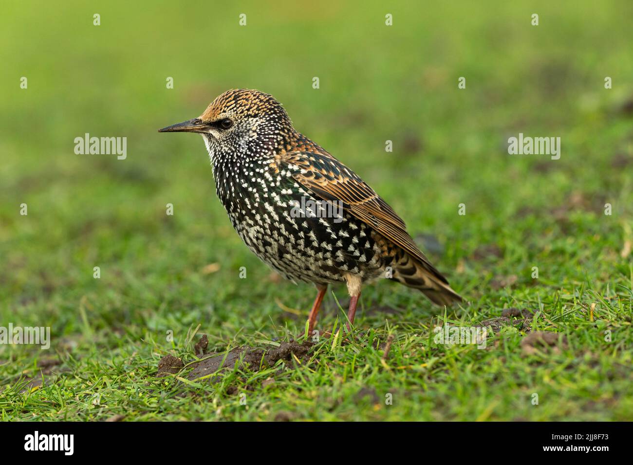 Common starling Sturnus vulgaris, singing on lawn, Kensington Gardens ...