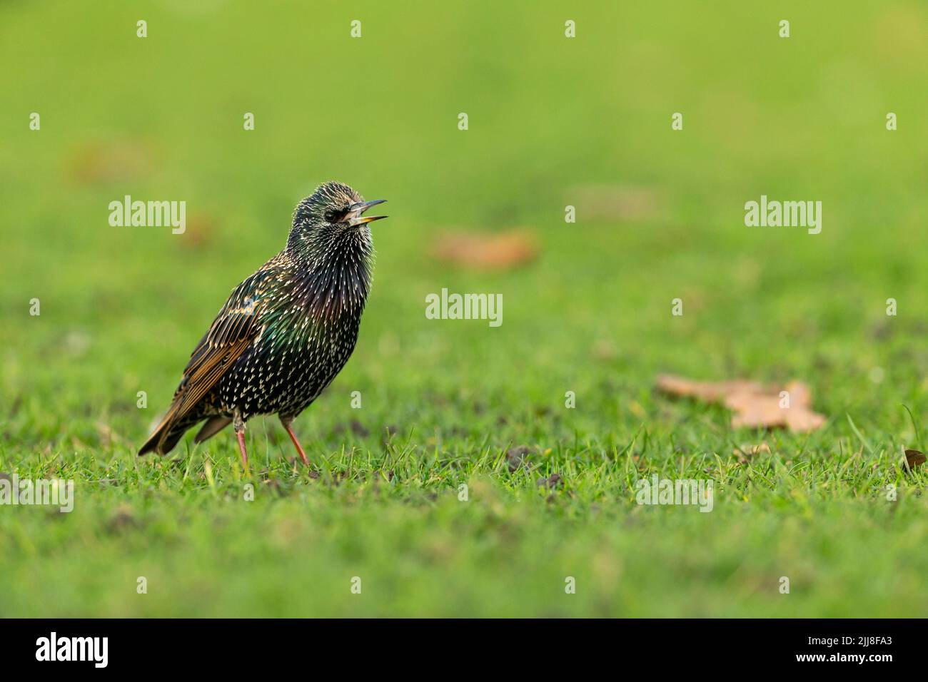 Common starling Sturnus vulgaris, singing on lawn, Kensington Gardens ...