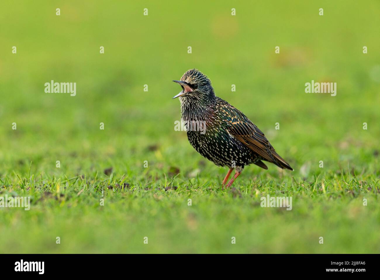 Common starling Sturnus vulgaris, singing on lawn, Kensington Gardens ...