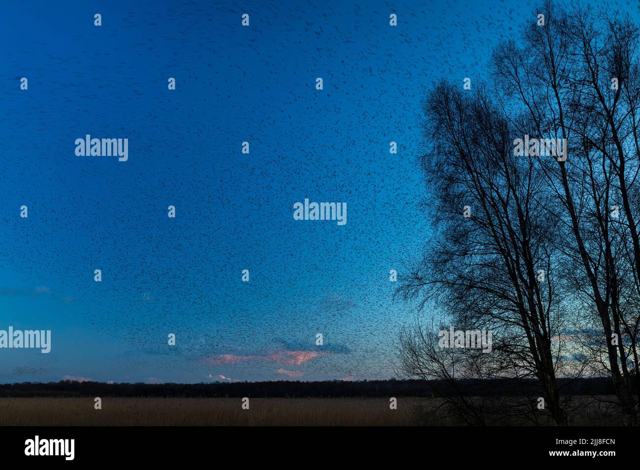 Common starling Sturnus vulgaris, flock murmurating over reedbed, Meare ...