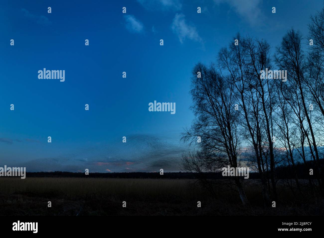 Common starling Sturnus vulgaris, flock murmurating over reedbed, Meare ...
