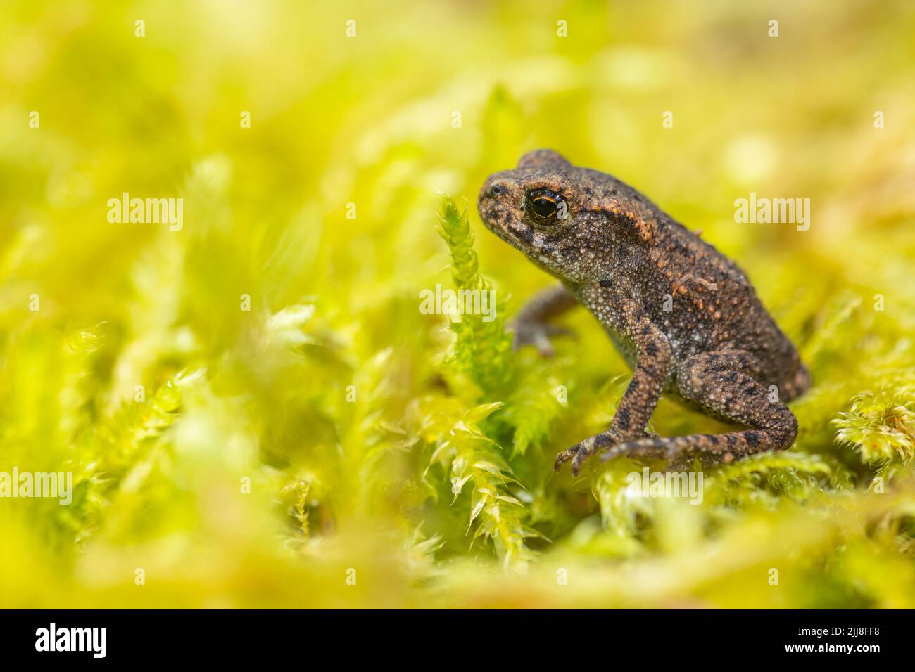 Common toad Bufo bufo, toadlet, on moss covered log, Bentley Wood ...