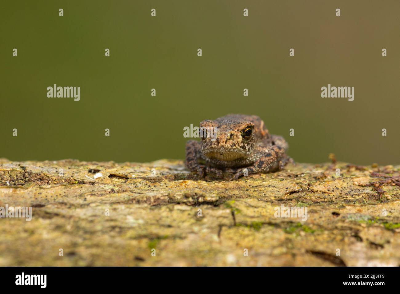Common toad Bufo bufo, toadlet, resting on log, Bentley Wood, Hampshire ...