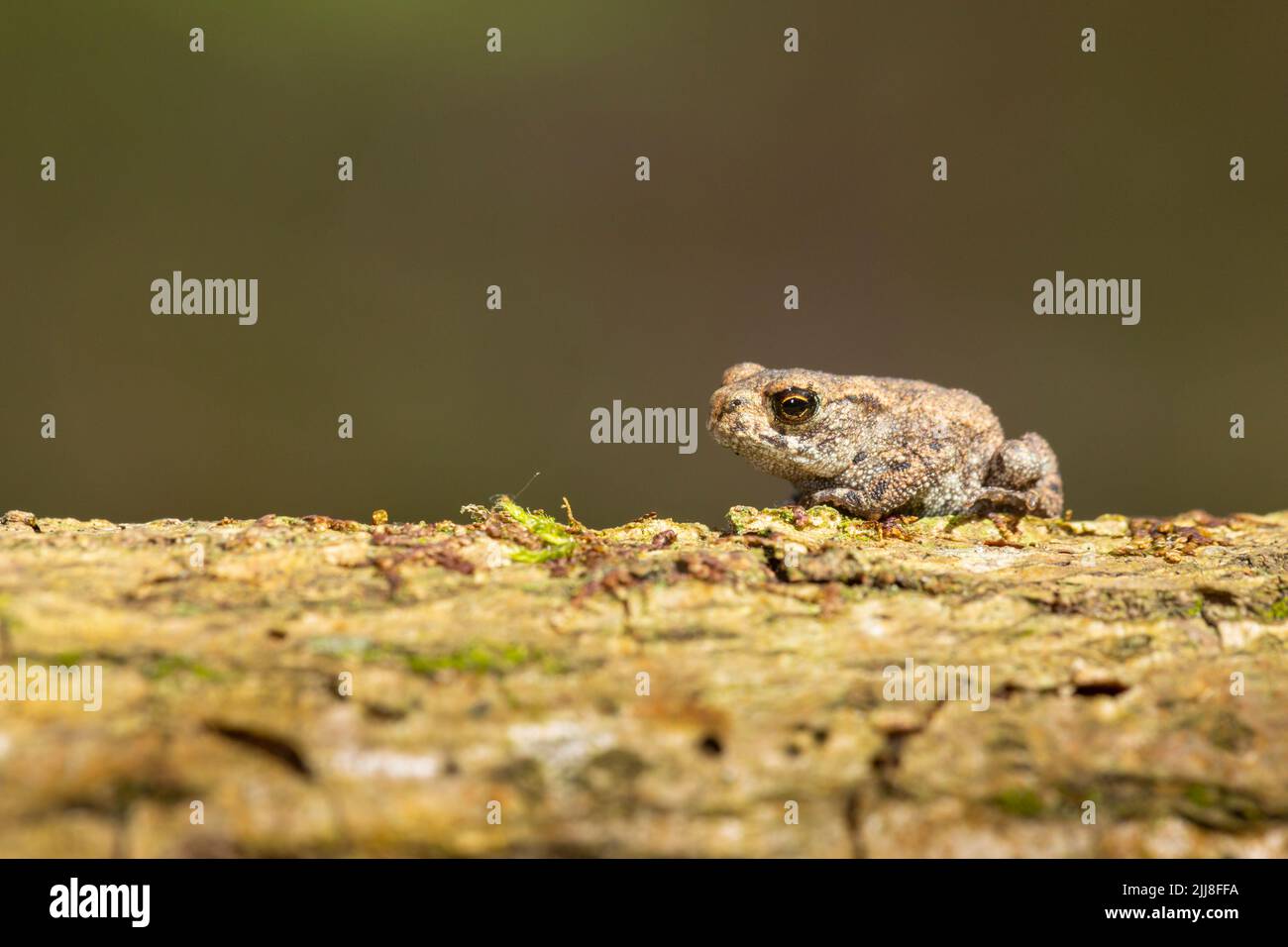 Common toad Bufo bufo, toadlet, resting on log, Bentley Wood, Hampshire ...