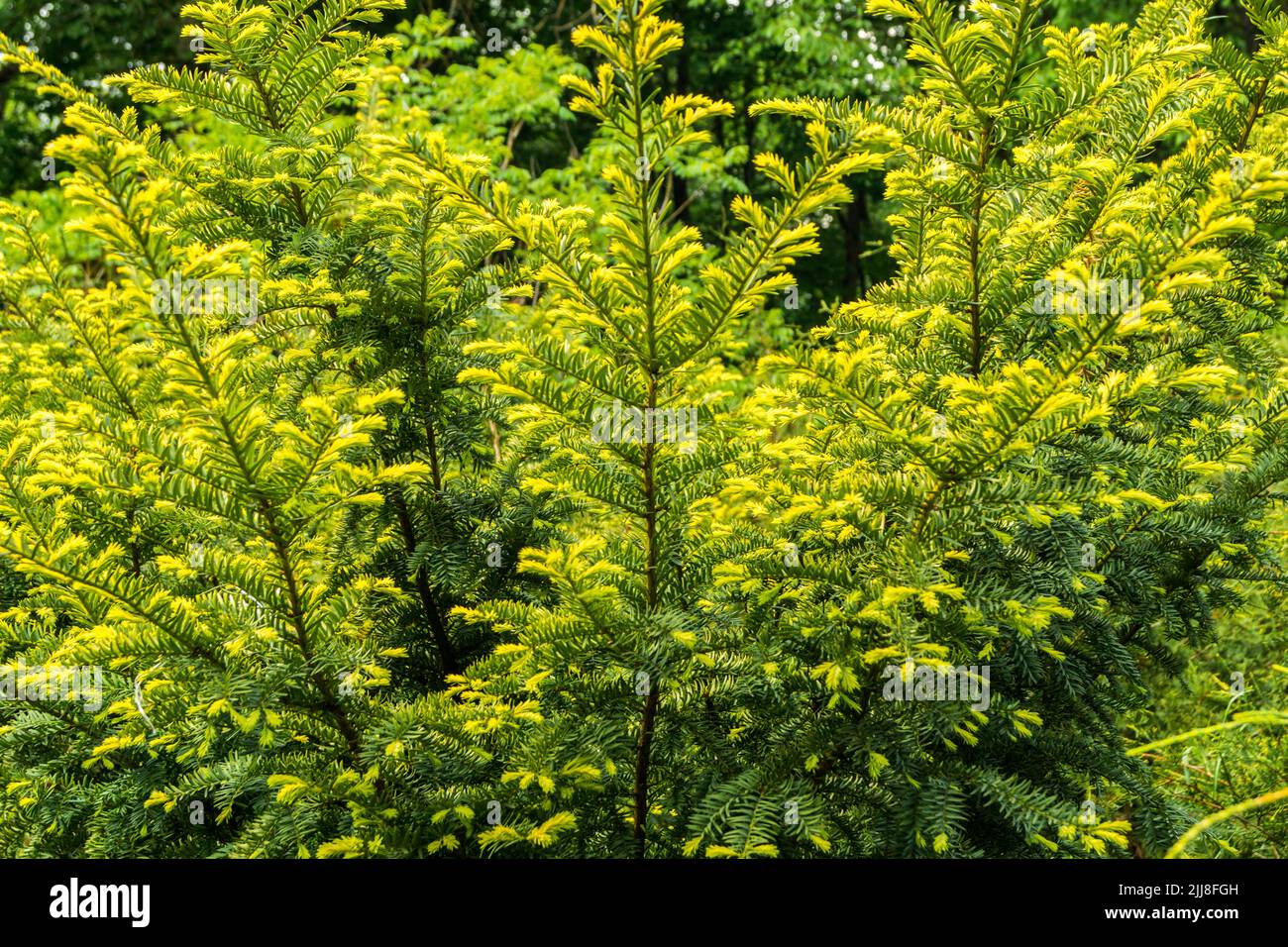Young spruce twigs are yellow in color Stock Photo - Alamy