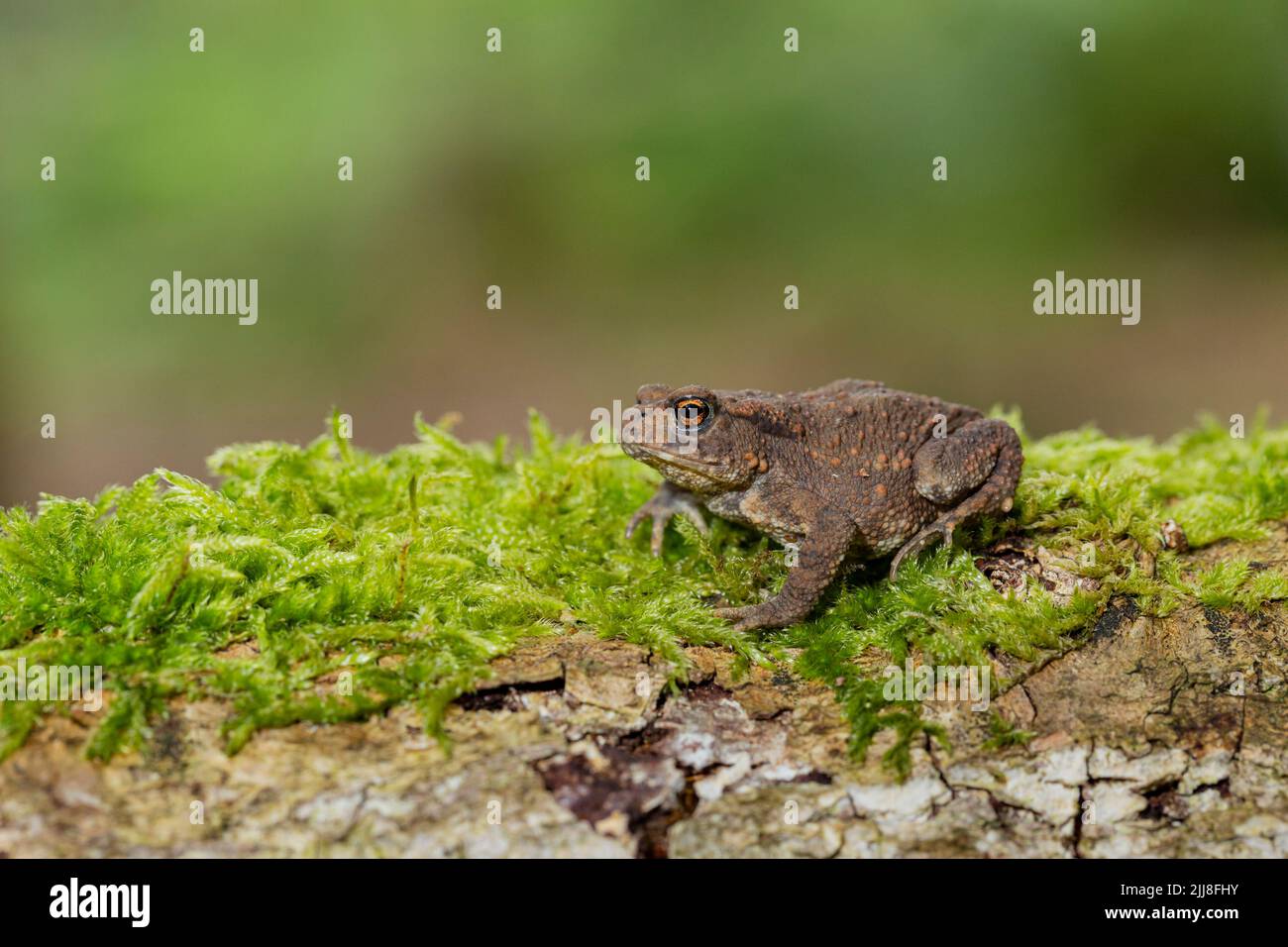 Common toad Bufo bufo, toadlet, on moss covered log, Bentley Wood ...