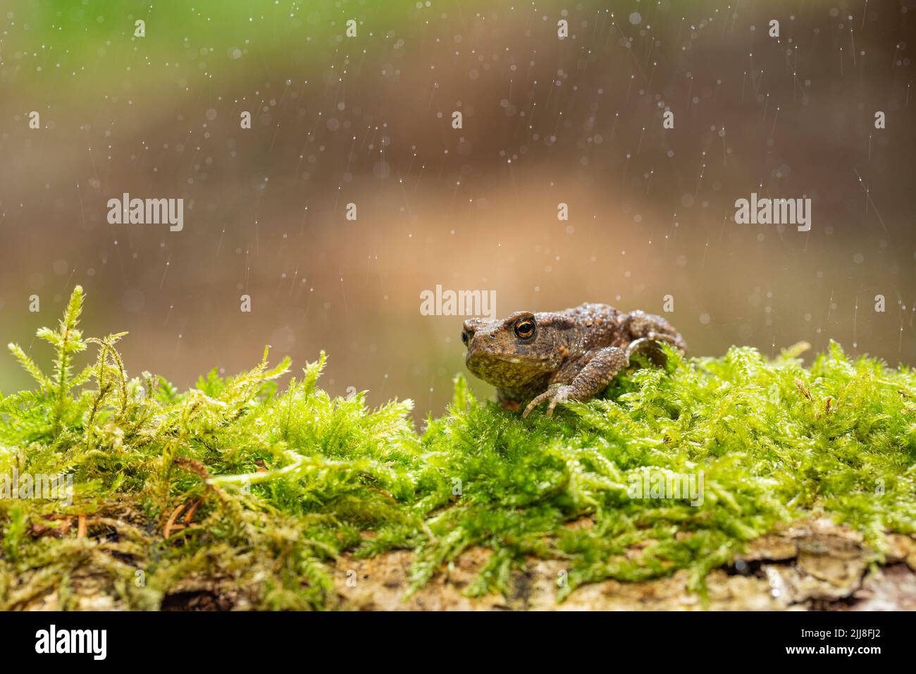 Common toad Bufo bufo, toadlet, on moss covered log, Bentley Wood ...