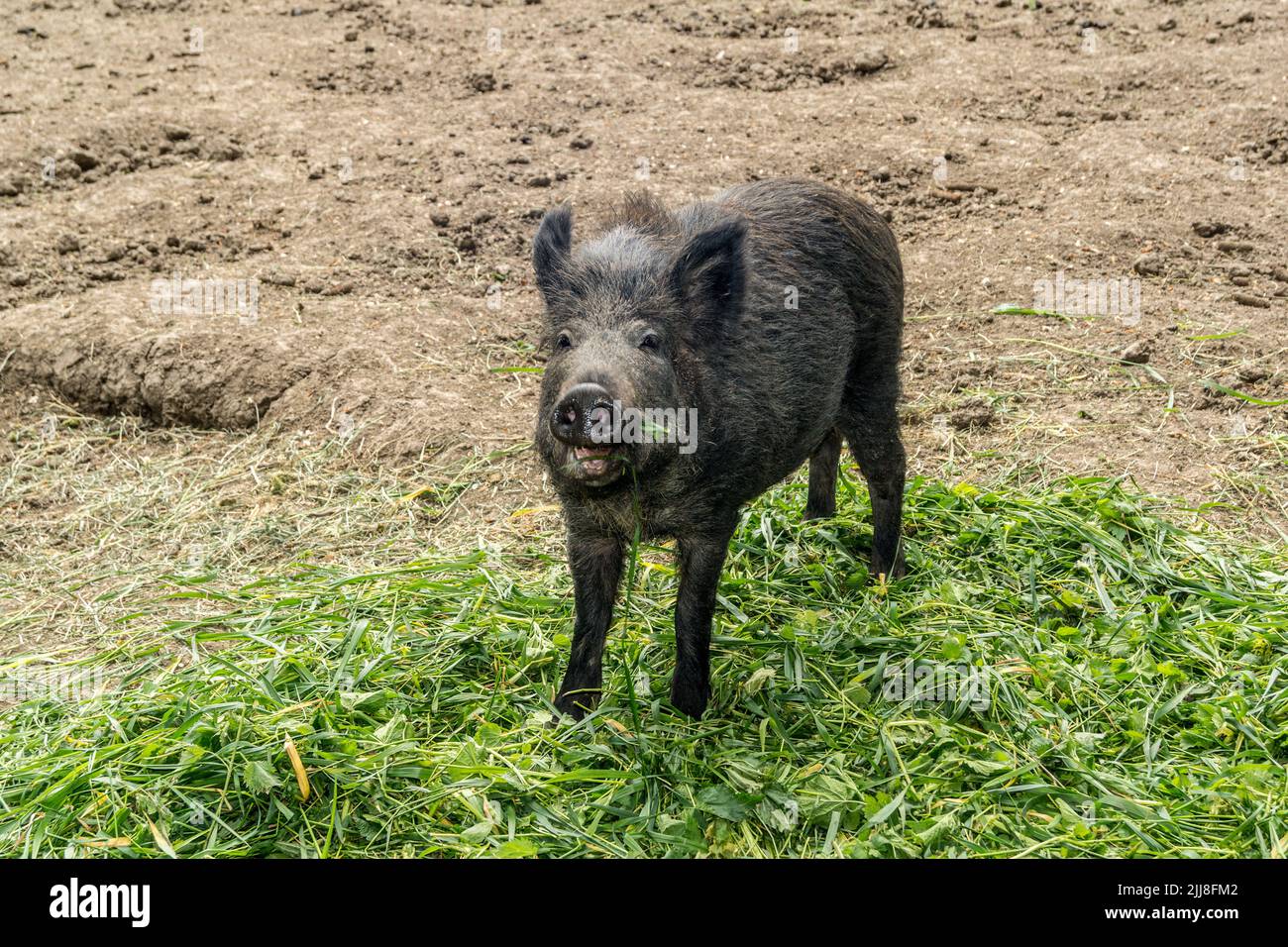 Pig eating grass hi-res stock photography and images - Alamy
