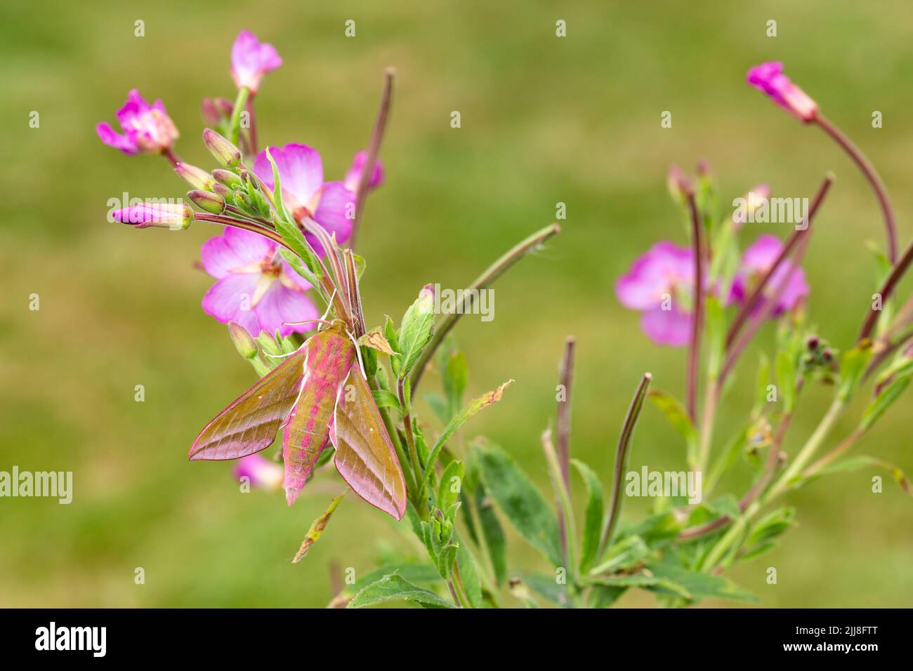 Elephant hawkmoth Deilephila elpenor, imago, resting on Great ...