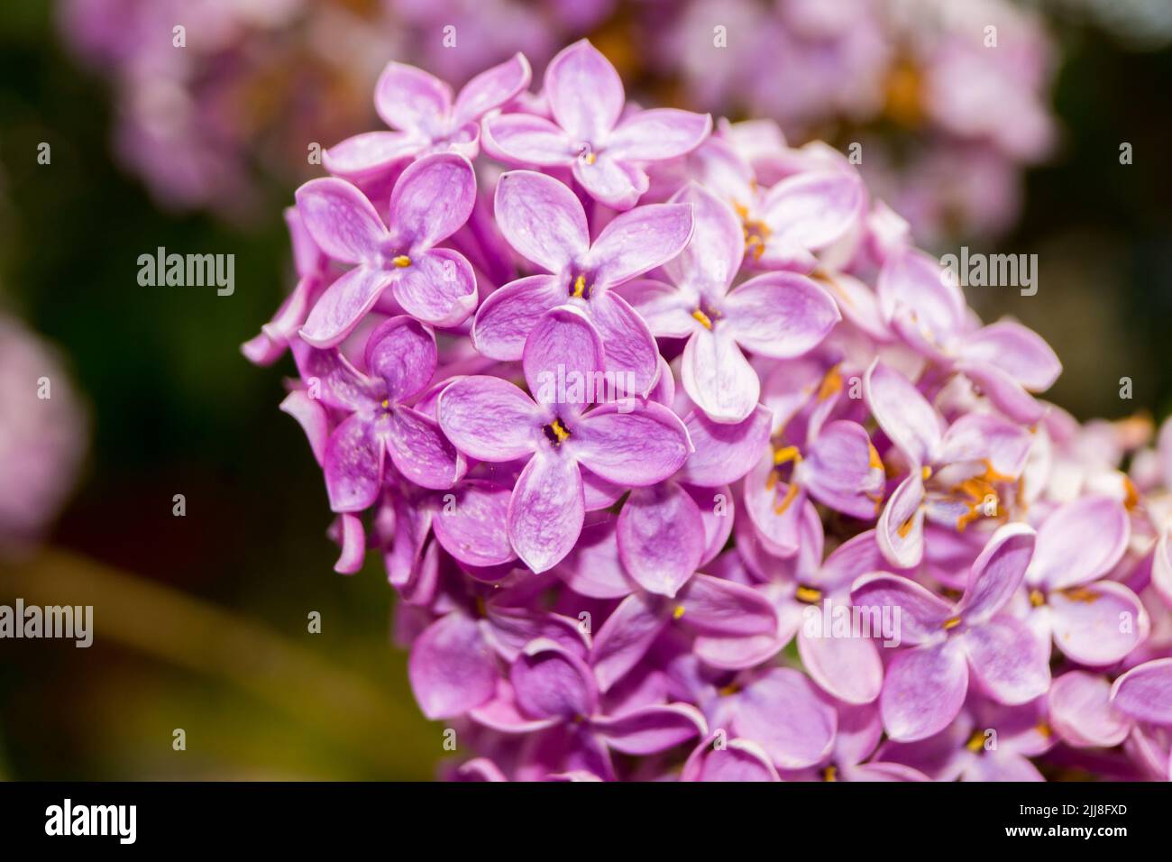 Lilac blooming purple bunch hi-res stock photography and images - Alamy