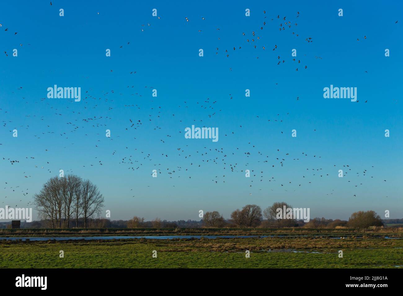 Eurasian wigeon Anas penelope, flock in flight over marsh, Buckenham ...