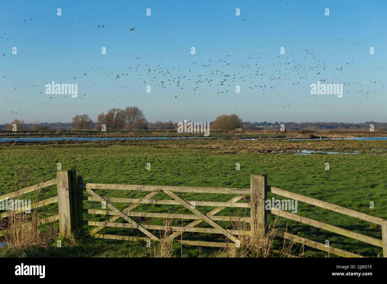 Eurasian wigeon Anas penelope, flock in flight over marsh, Buckenham ...
