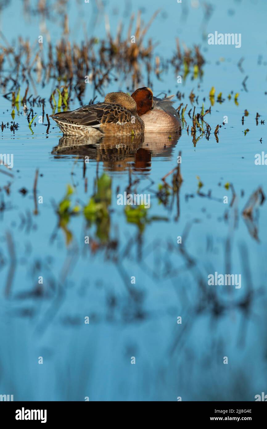 Eurasian wigeon Anas penelope, adult pair, asleep on flooded marsh ...