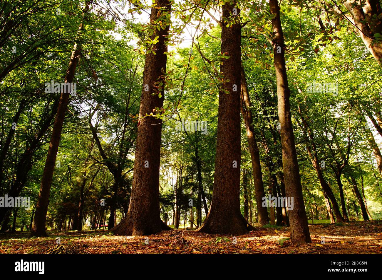 Tall and slim trees hi-res stock photography and images - Alamy
