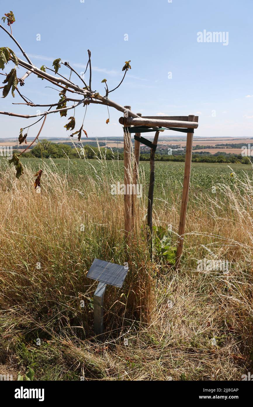Weimar, Germany. 24th July, 2022. Several trees commemorating victims ...