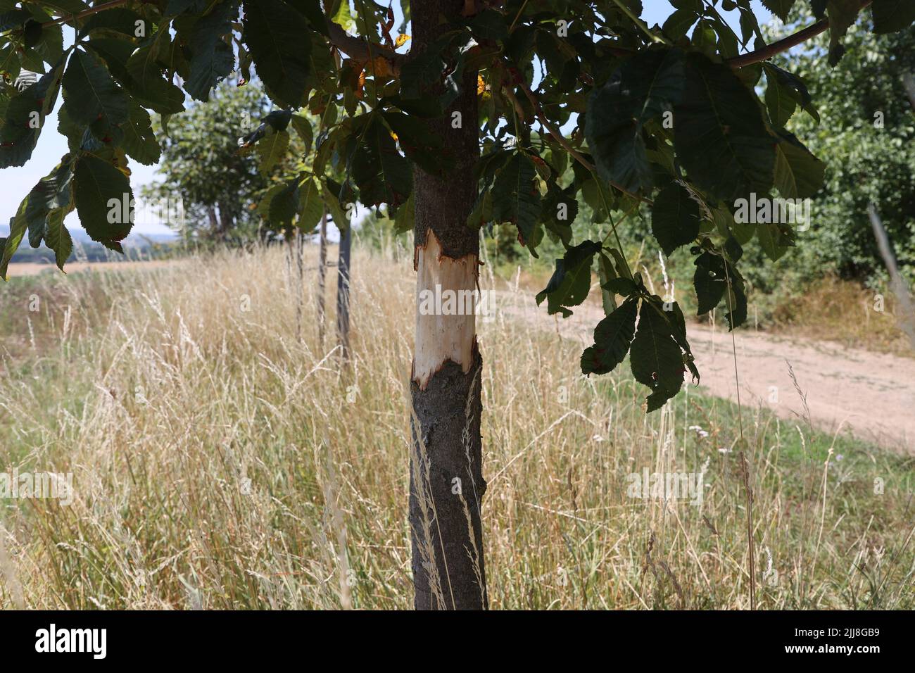 Weimar, Germany. 24th July, 2022. Several trees commemorating victims ...