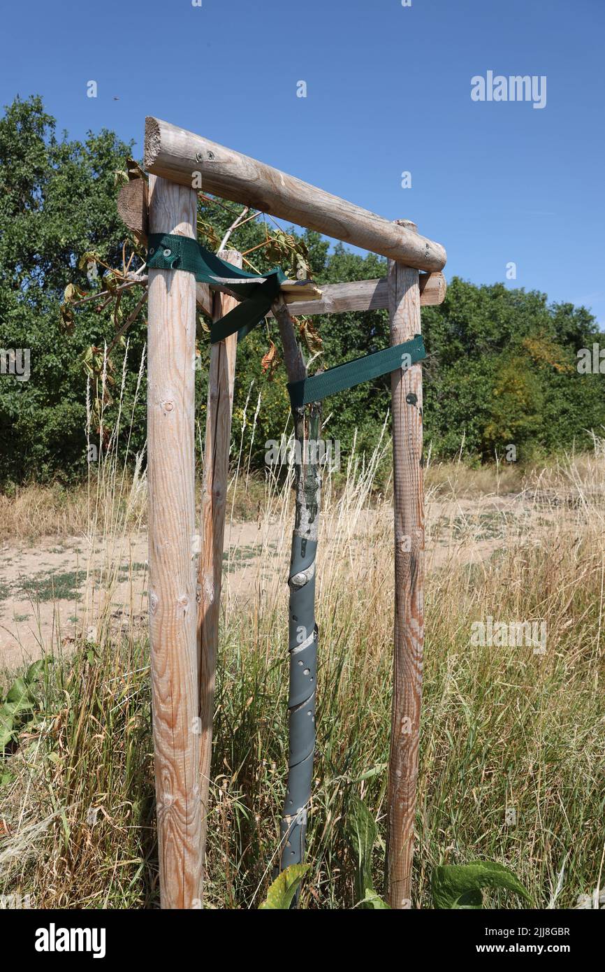 Weimar, Germany. 24th July, 2022. Several trees commemorating victims ...