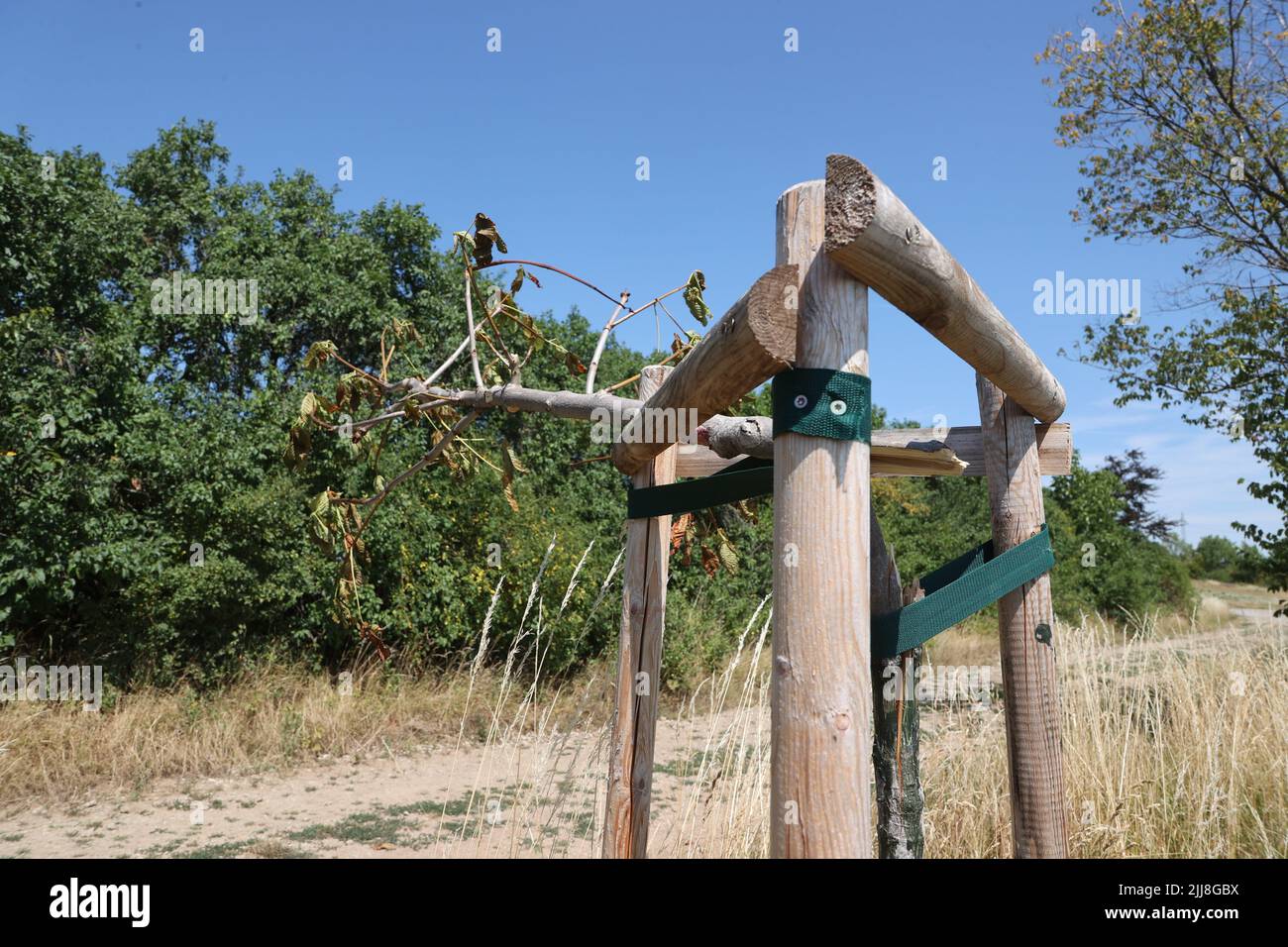 Weimar, Germany. 24th July, 2022. Several trees commemorating victims ...
