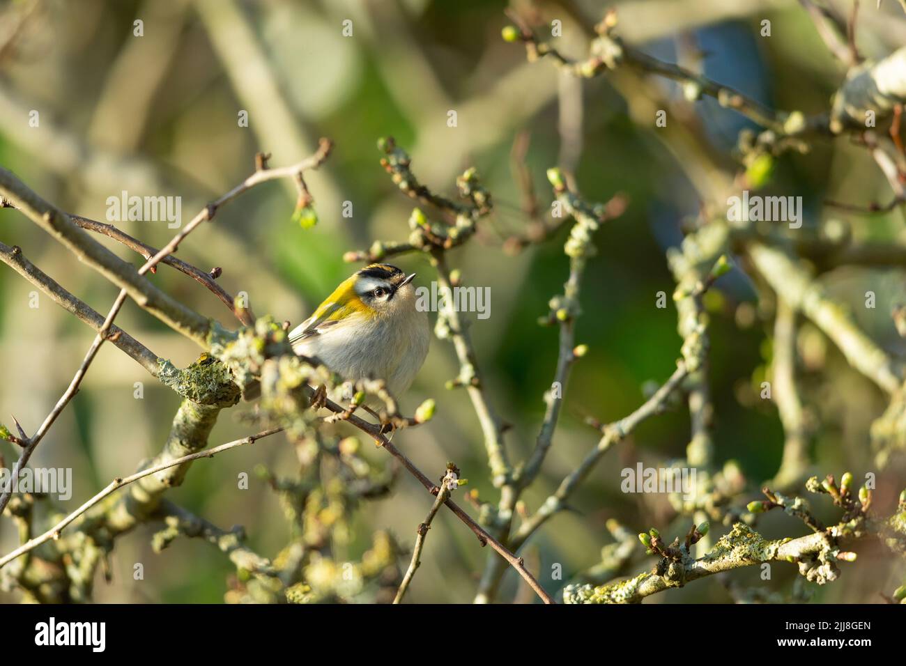 Firecrest Regulus ignicapilla, adult, foraging in trees, Meare Heath ...