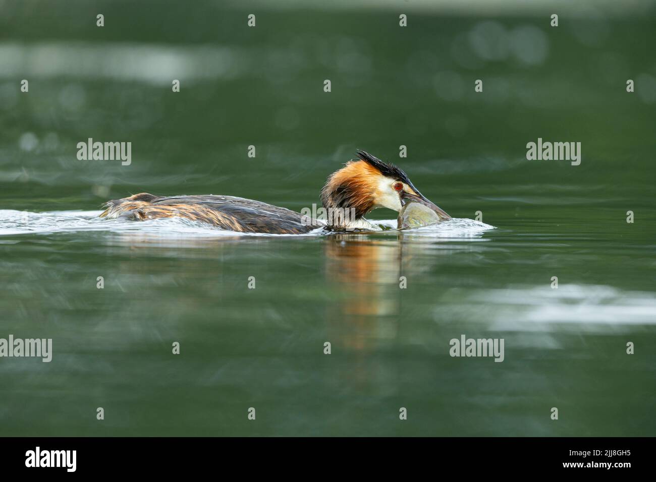 Great crested grebe Podiceps cristatus, adult, with caught Tench Tinca ...