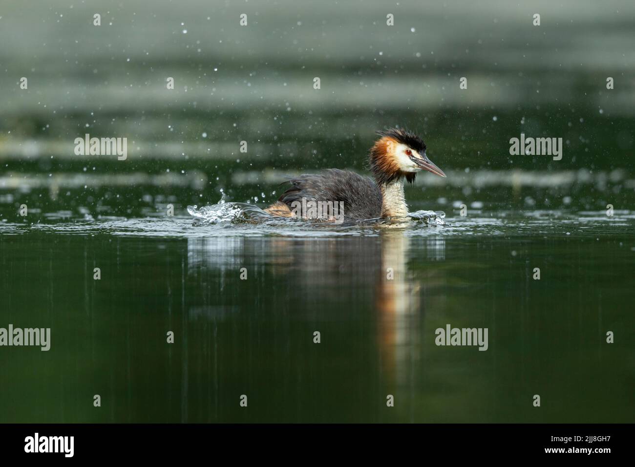 Great crested grebe Podiceps cristatus, adult, bathing on freshwater ...