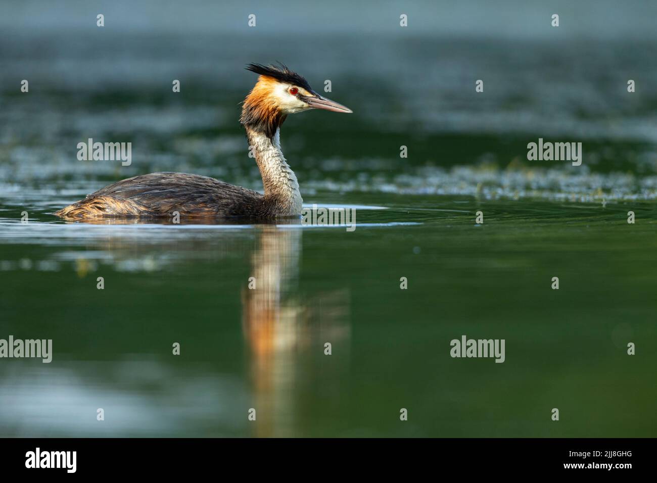 Great crested grebe Podiceps cristatus, adult, swimming on freshwater ...