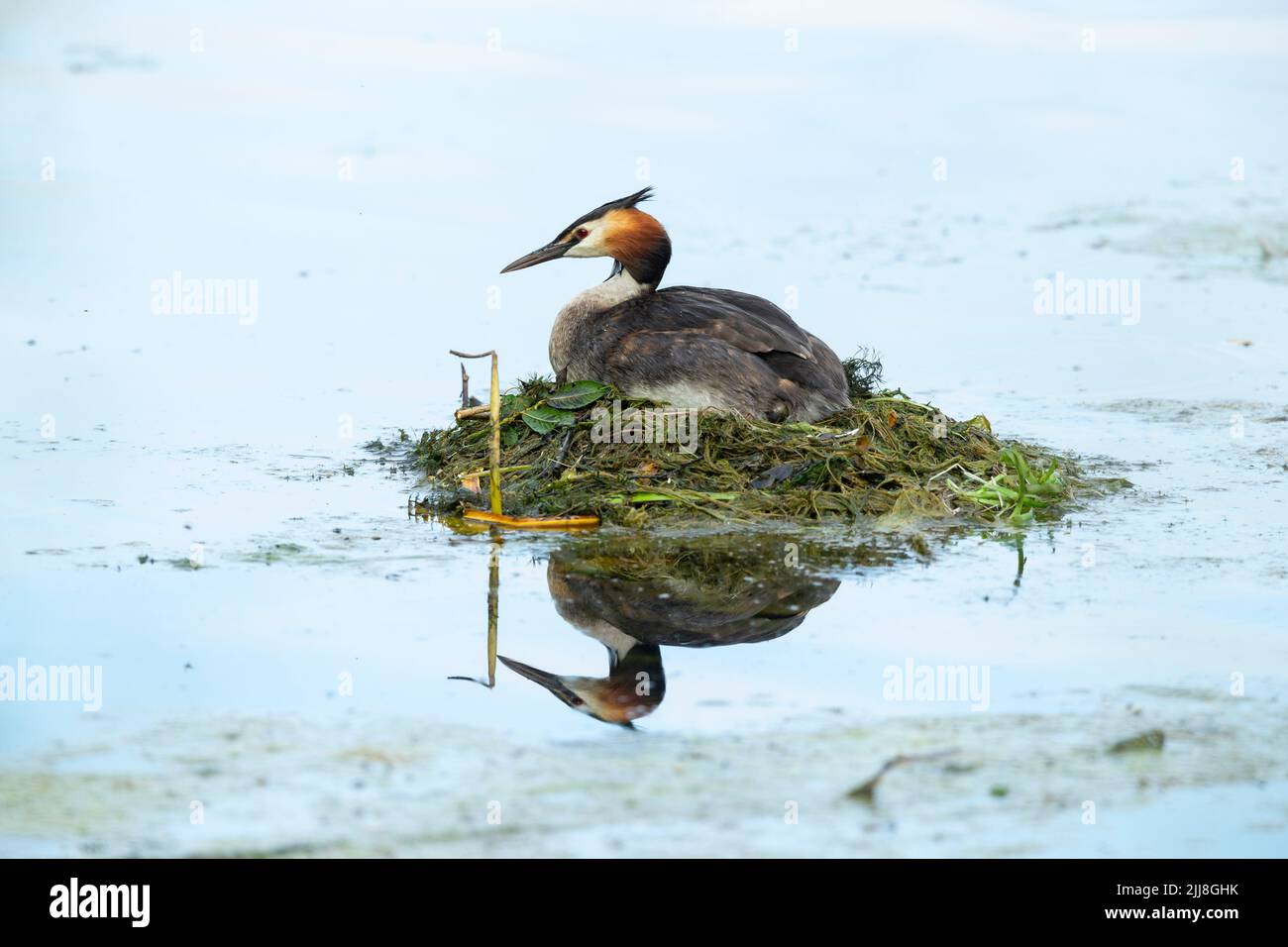 Great crested grebe Podiceps cristatus, adult, sitting on floating nest ...