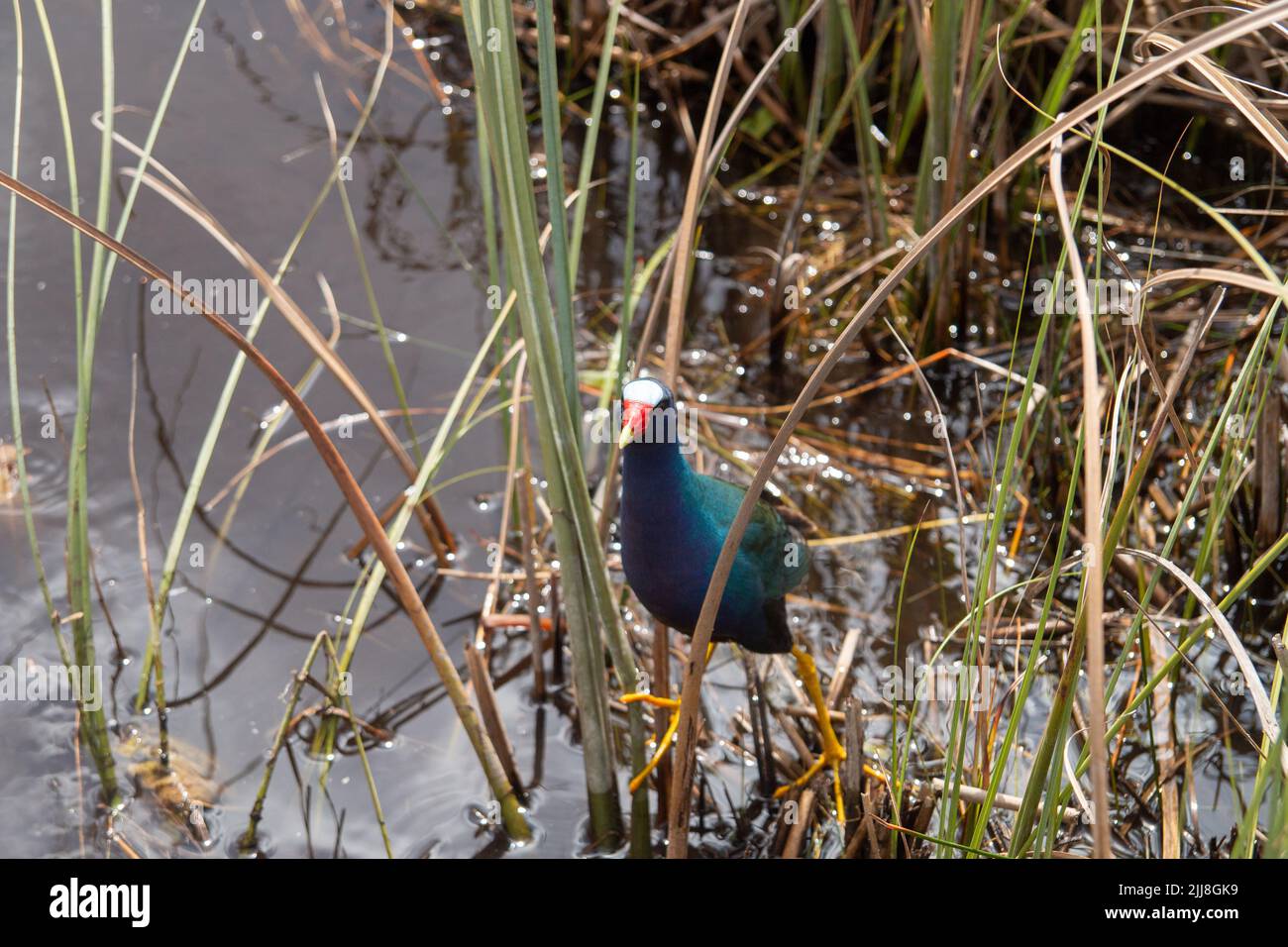 American purple gallinule bird in swamps of Everglades National Park ...