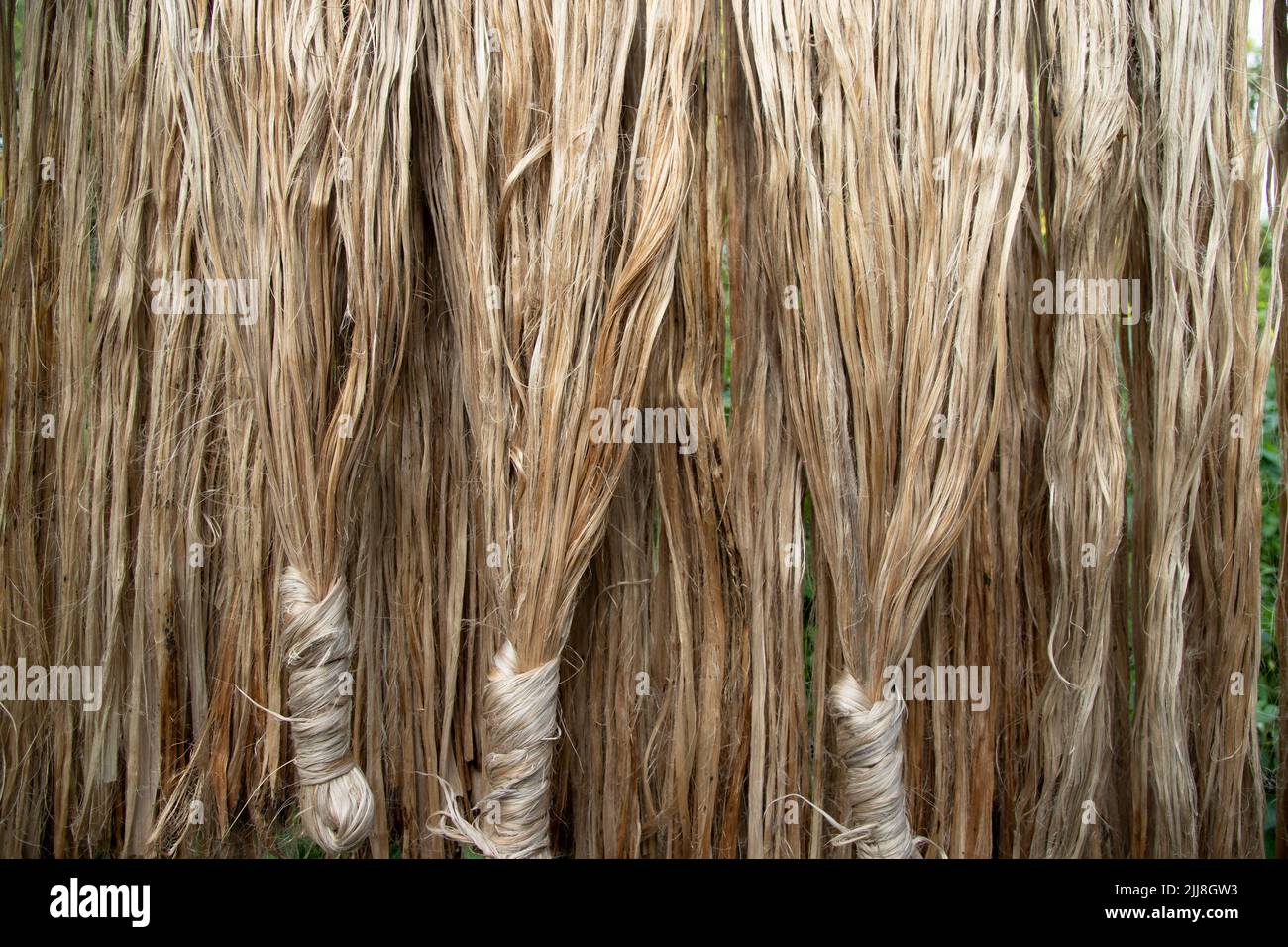 Close-up shot of raw jute fiber hanging under the sunlight for drying. Brown jute fiber texture ...
