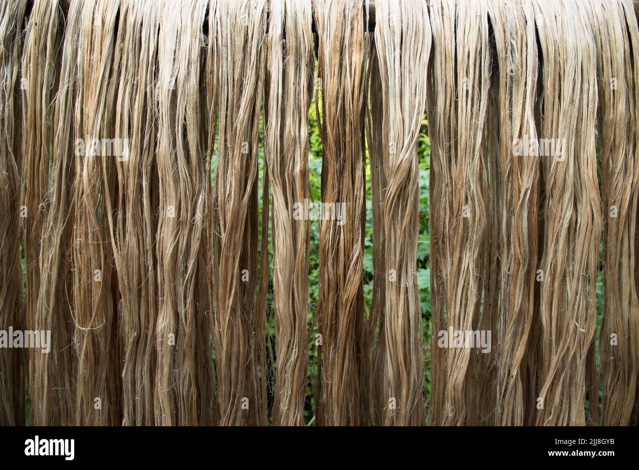 Close-up shot of raw jute fiber hanging under the sunlight for drying. Brown jute fiber texture ...