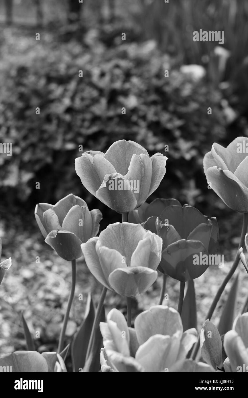 Full bloom plants Black and White Stock Photos & Images - Alamy
