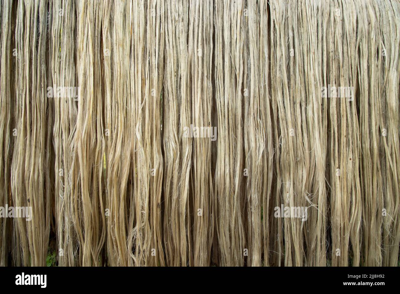 Close-up shot of raw jute fiber hanging under the sunlight for drying. Brown jute fiber texture ...