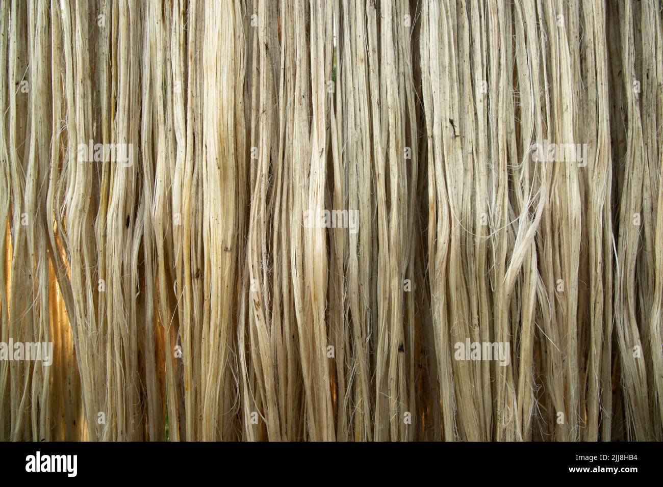 Close-up shot of raw jute fiber hanging under the sunlight for drying. Brown jute fiber texture ...