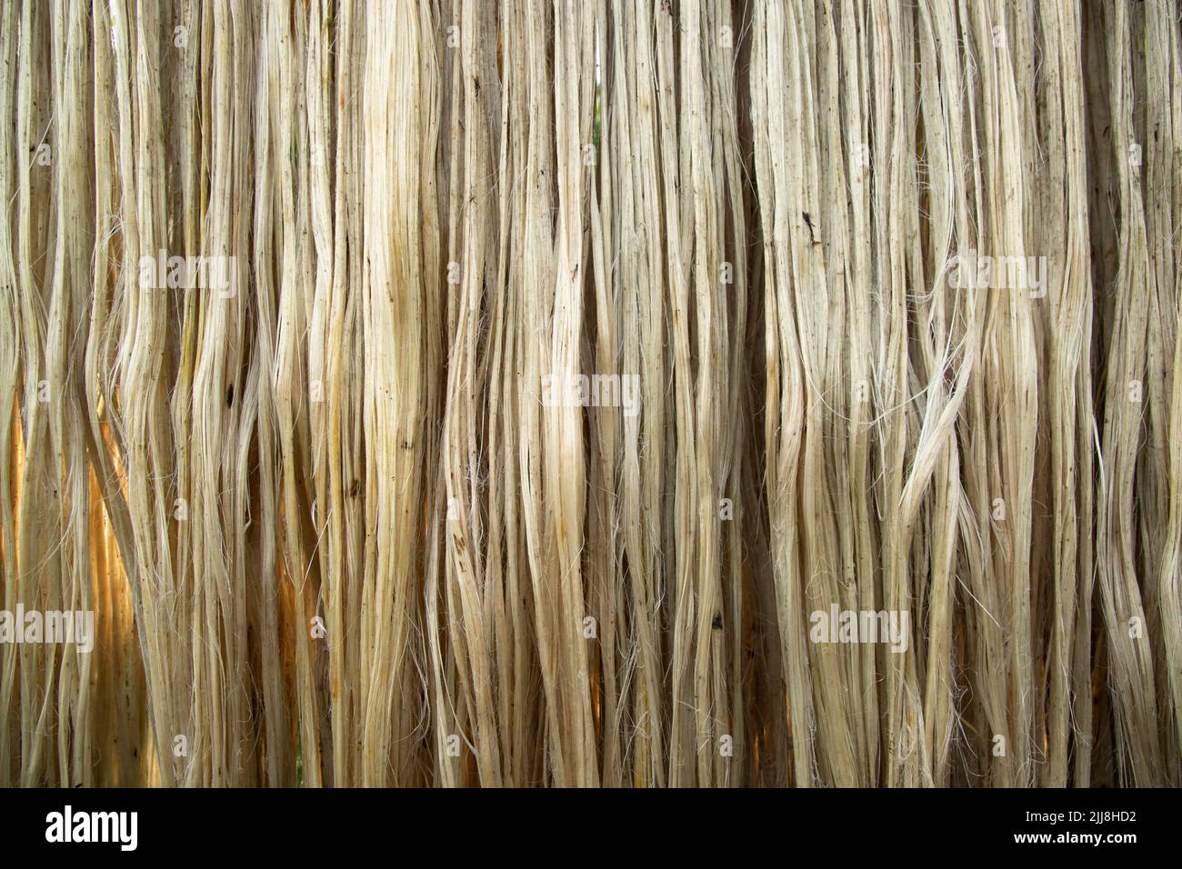 Close-up shot of raw jute fiber hanging under the sunlight for drying. Brown jute fiber texture ...