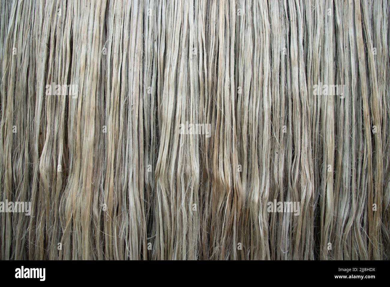 Close-up shot of raw jute fiber hanging under the sunlight for drying ...