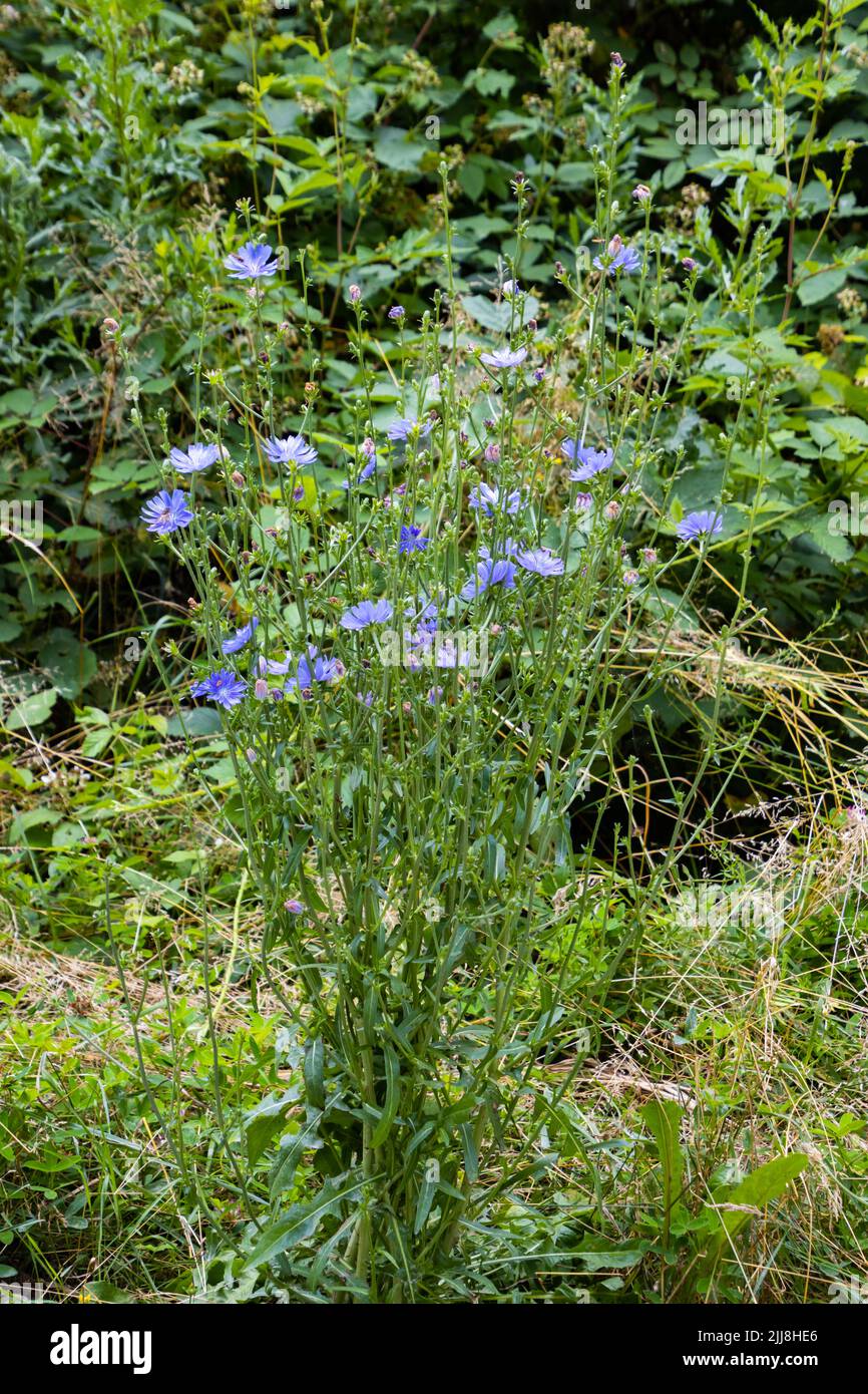 Blue flowers of common chicory, also called Cichorium intybus or ...