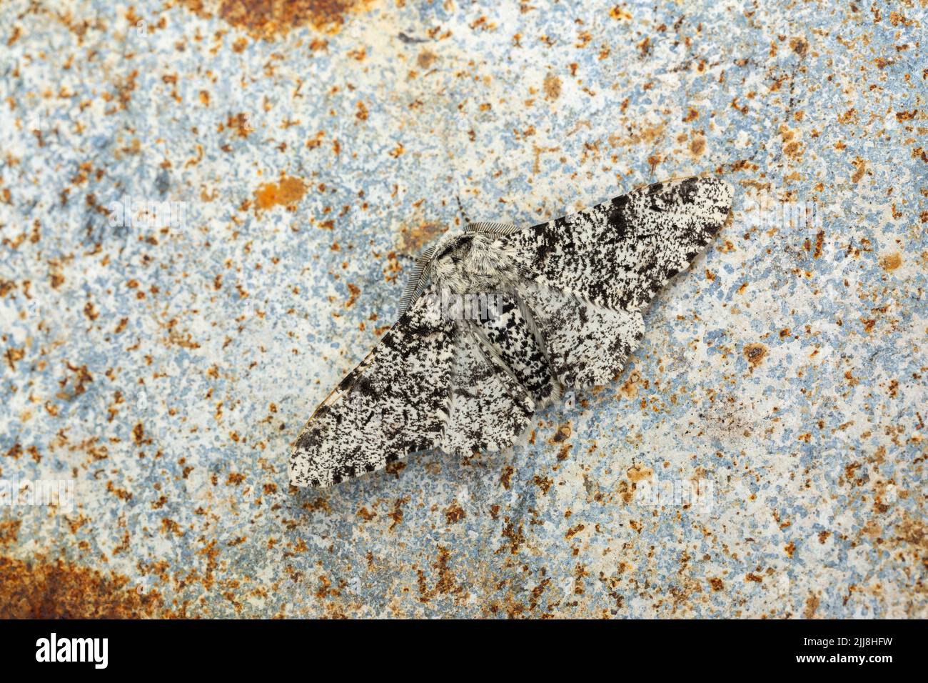 Peppered moth Biston betularia, imago, resting on rusty metal sheet ...