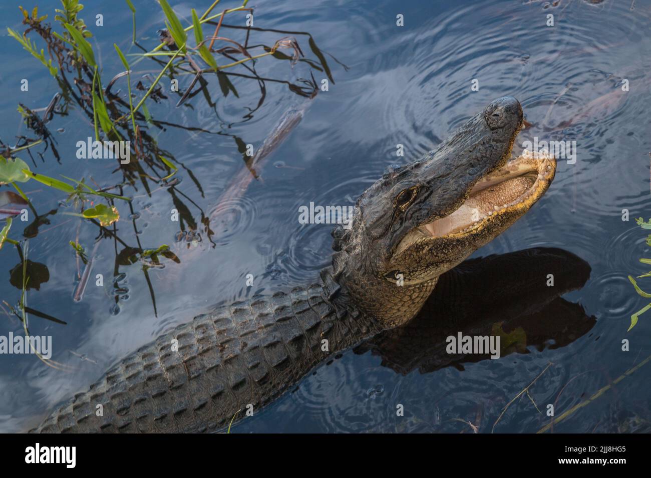 Wild American Alligator at Everglades National Park, large crocodilian ...