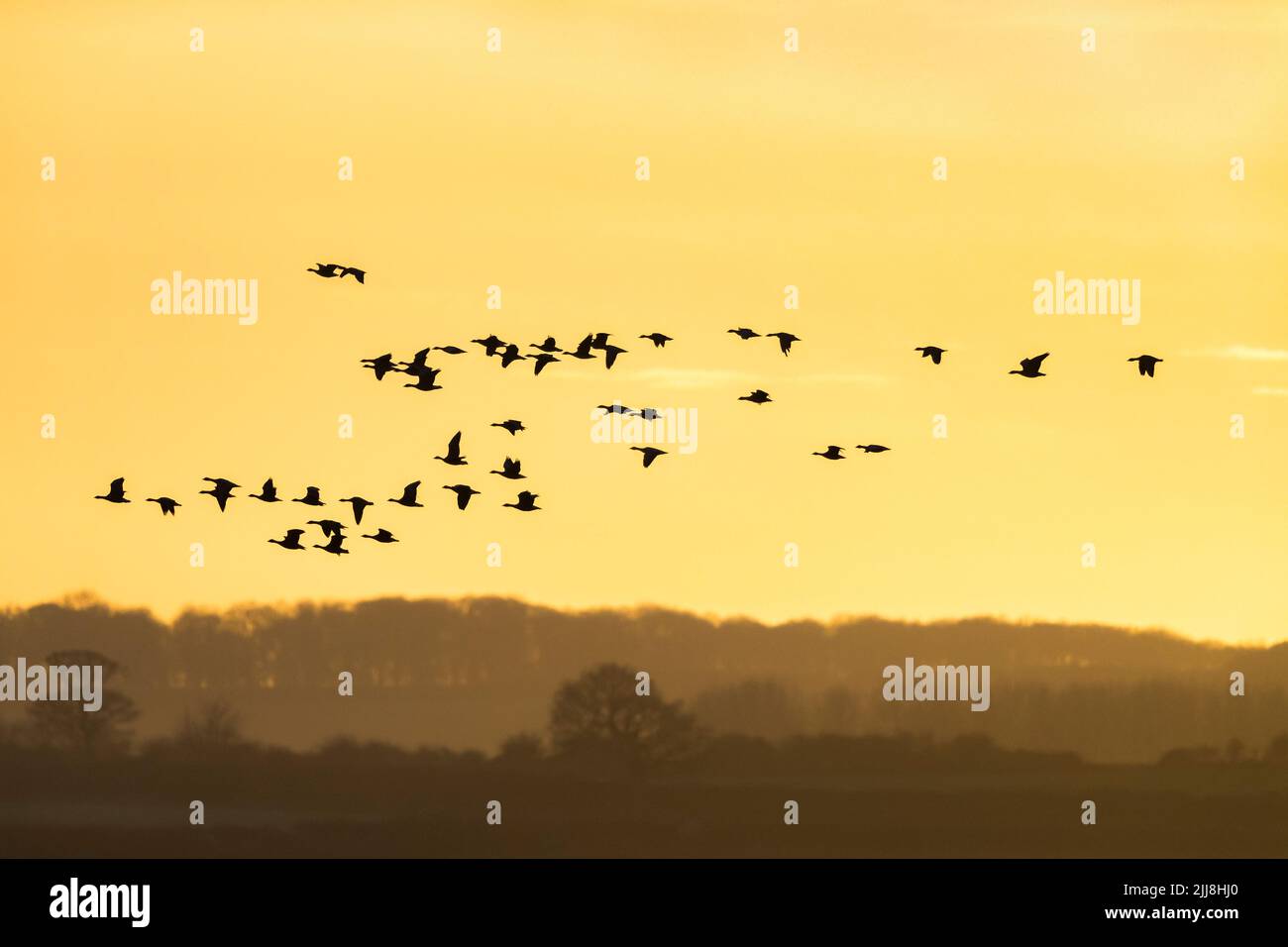 Pink-footed goose Anser brachyrhynchus, flock heading to roost at ...