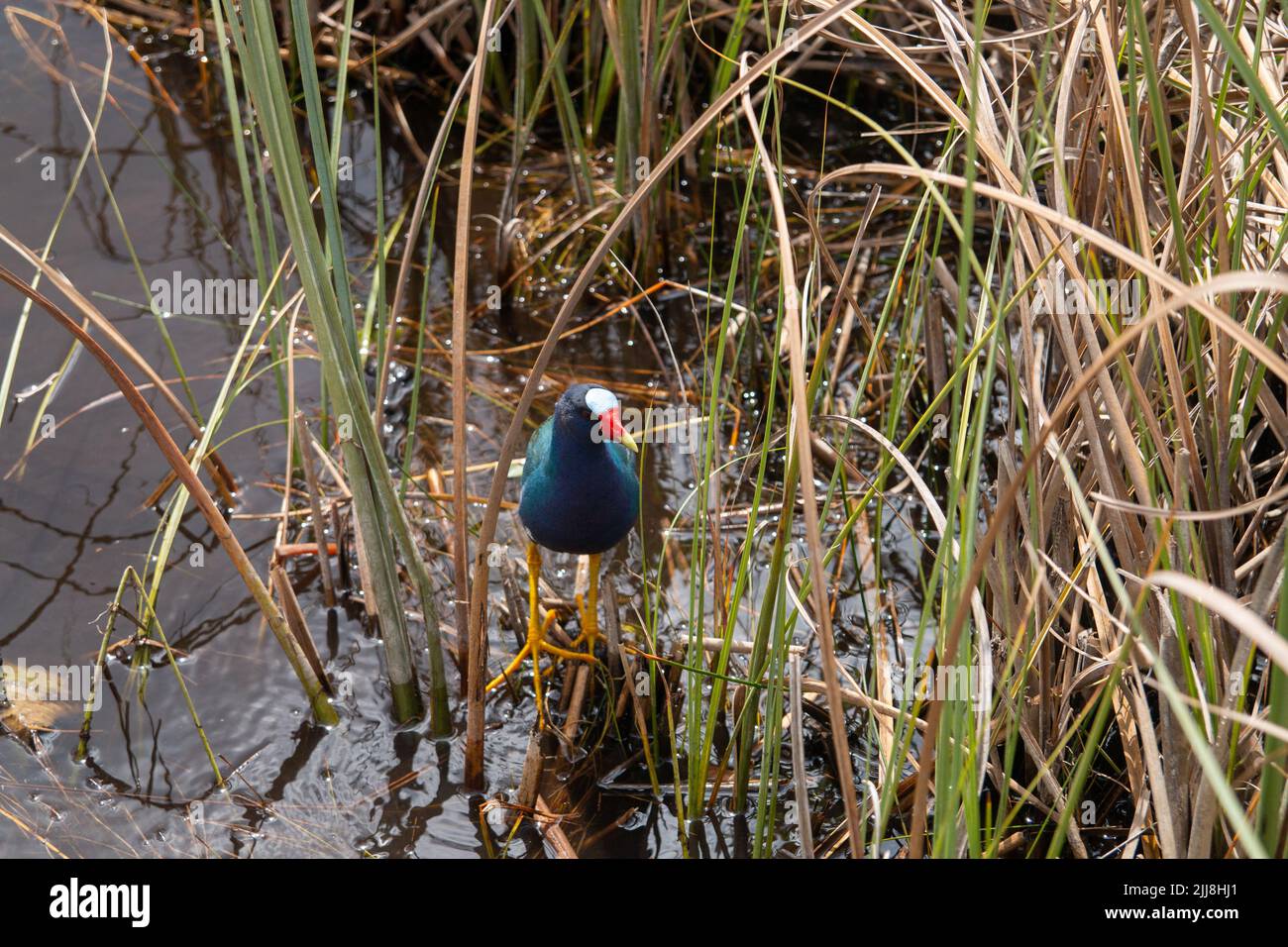 American purple gallinule bird in swamps of Everglades National Park ...