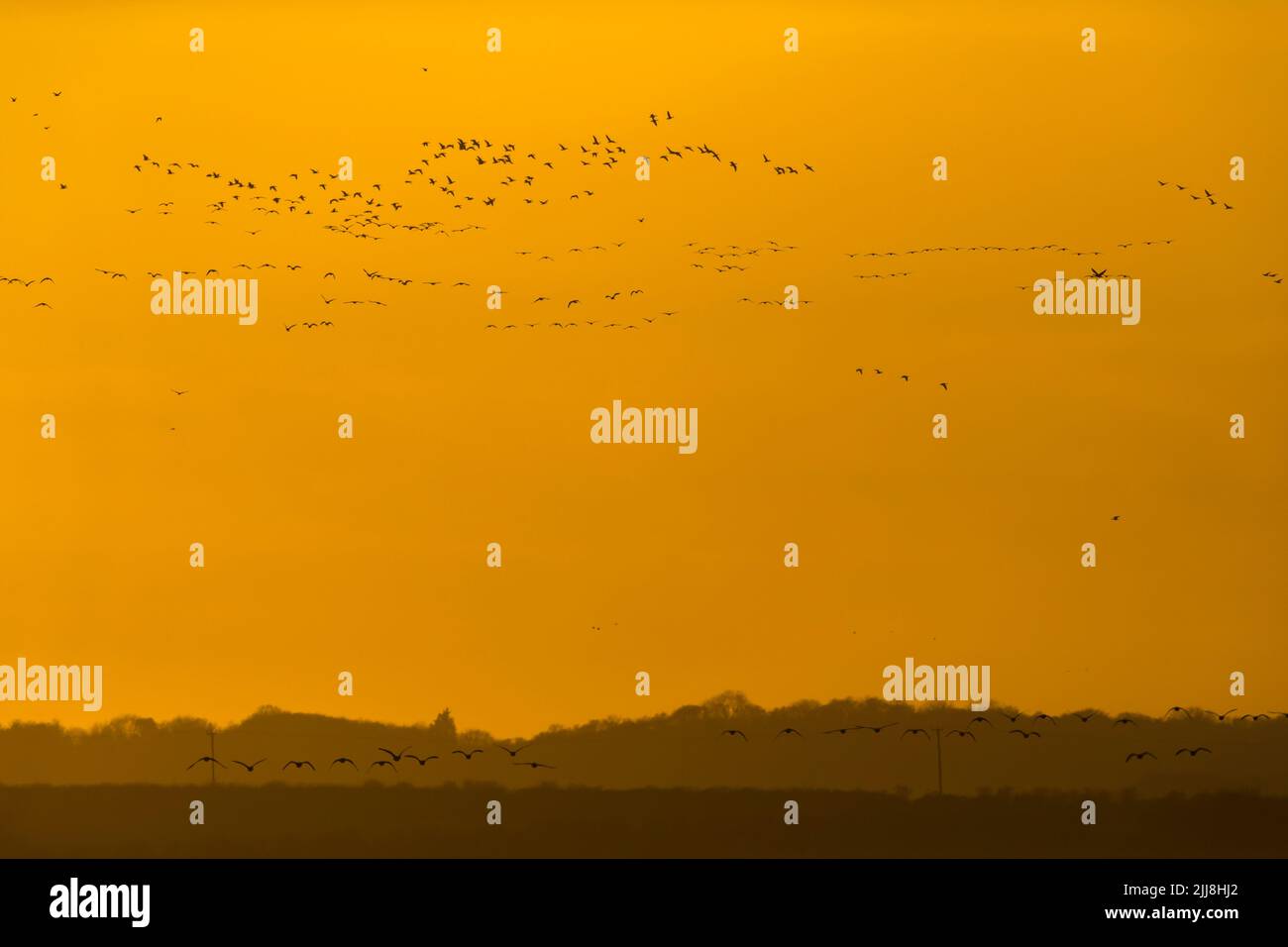 Pink-footed goose Anser brachyrhynchus, flock heading to roost at ...