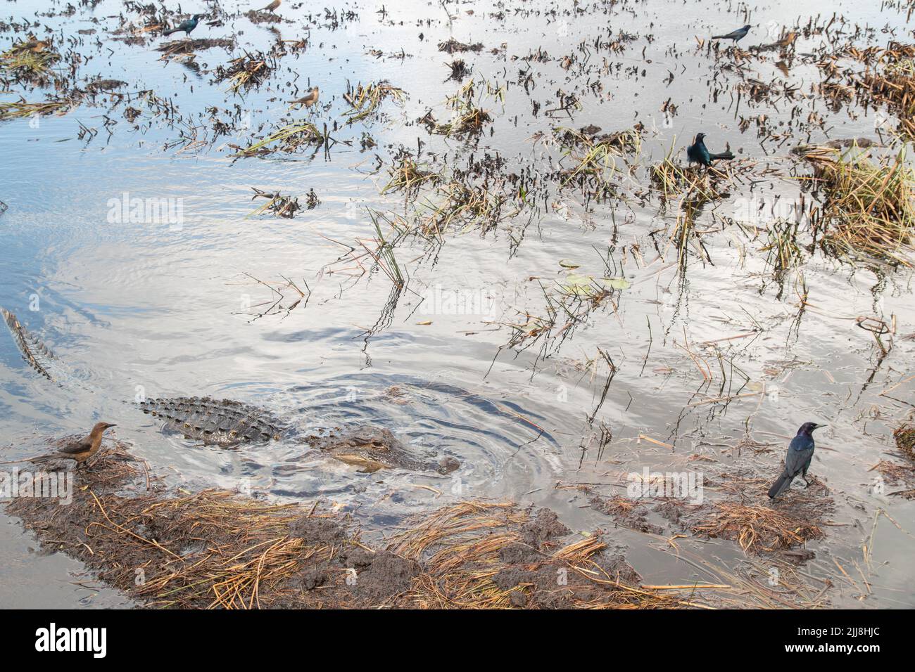 Swamp lake with native American Alligator and birds at Everglades ...