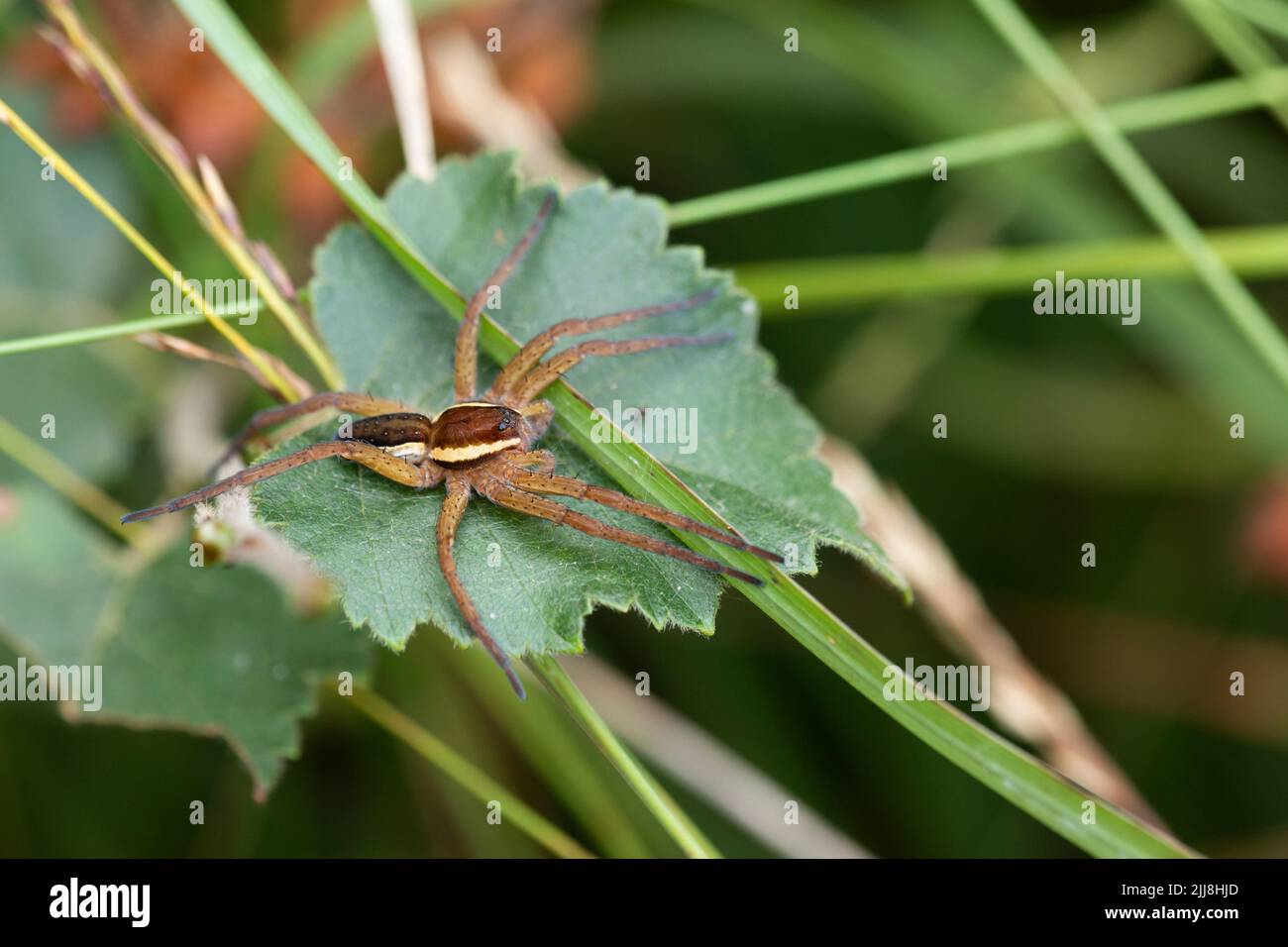 Raft spider Dolomedes fimbriatus, resting on leaf & grasses, Arne RSPB ...