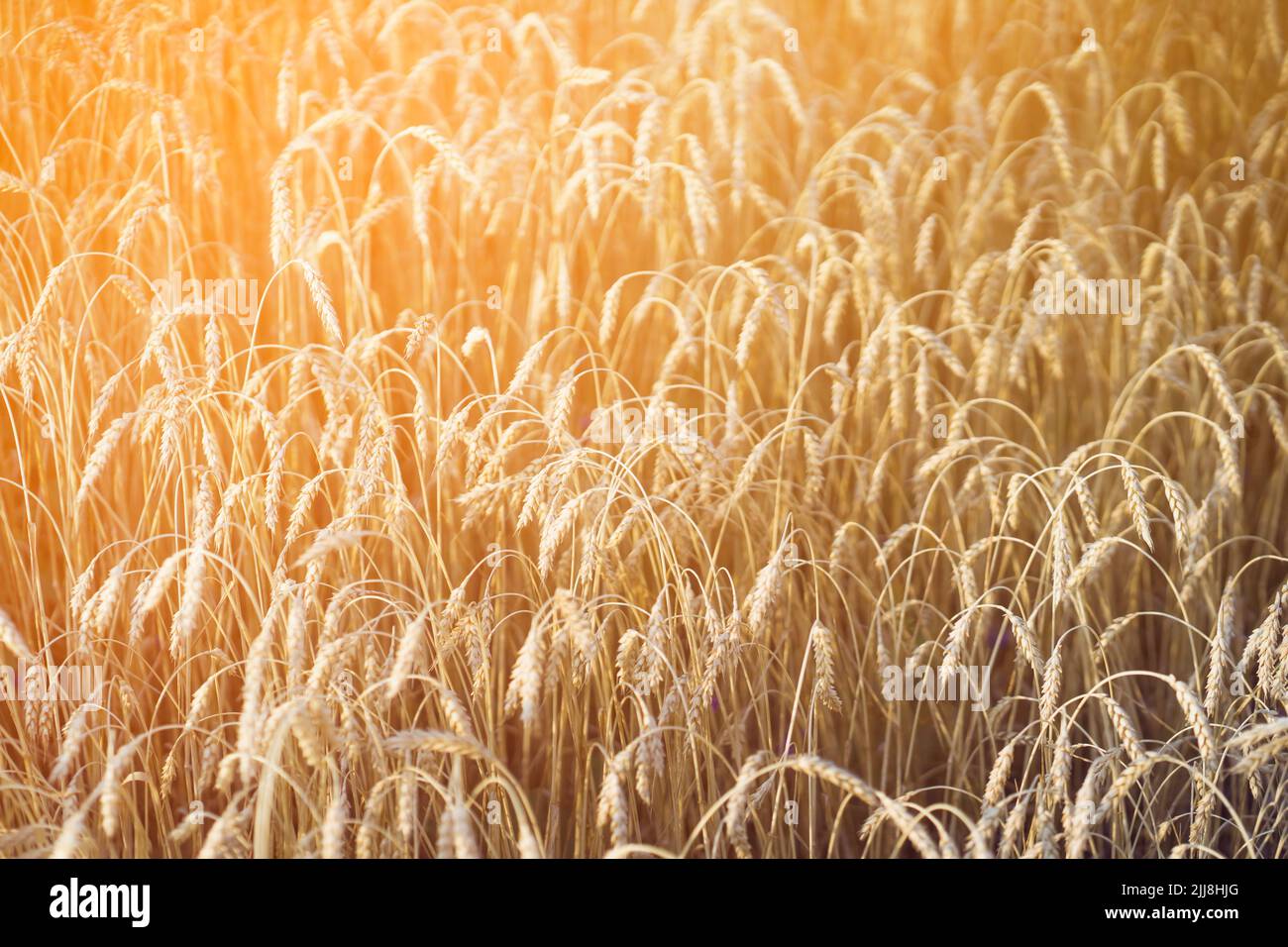 Stems of golden wheat with grain for flour production, wheat Stock ...