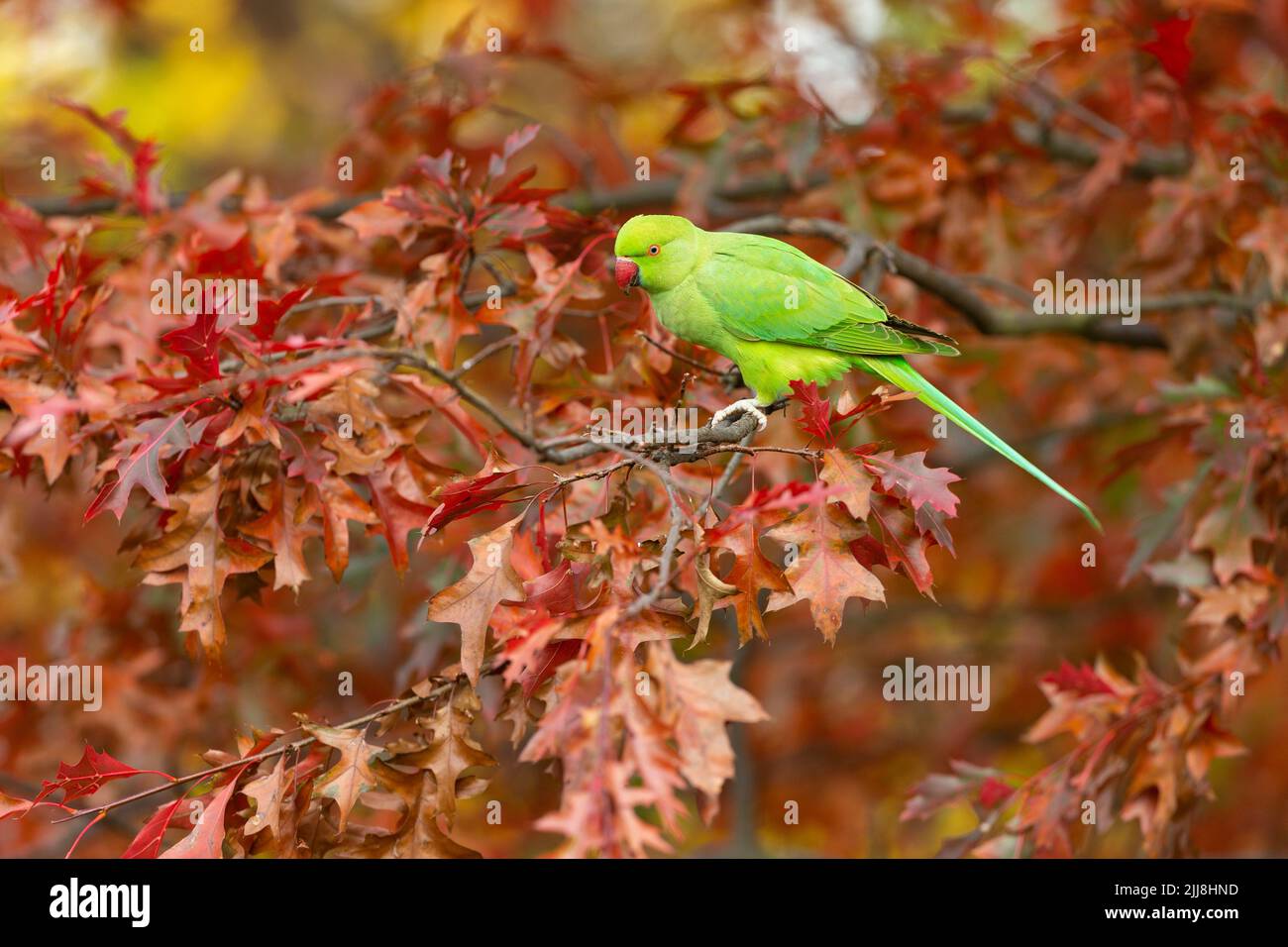 Rose-ringed parakeet Psittacula krameri, adult female, perched in tree ...