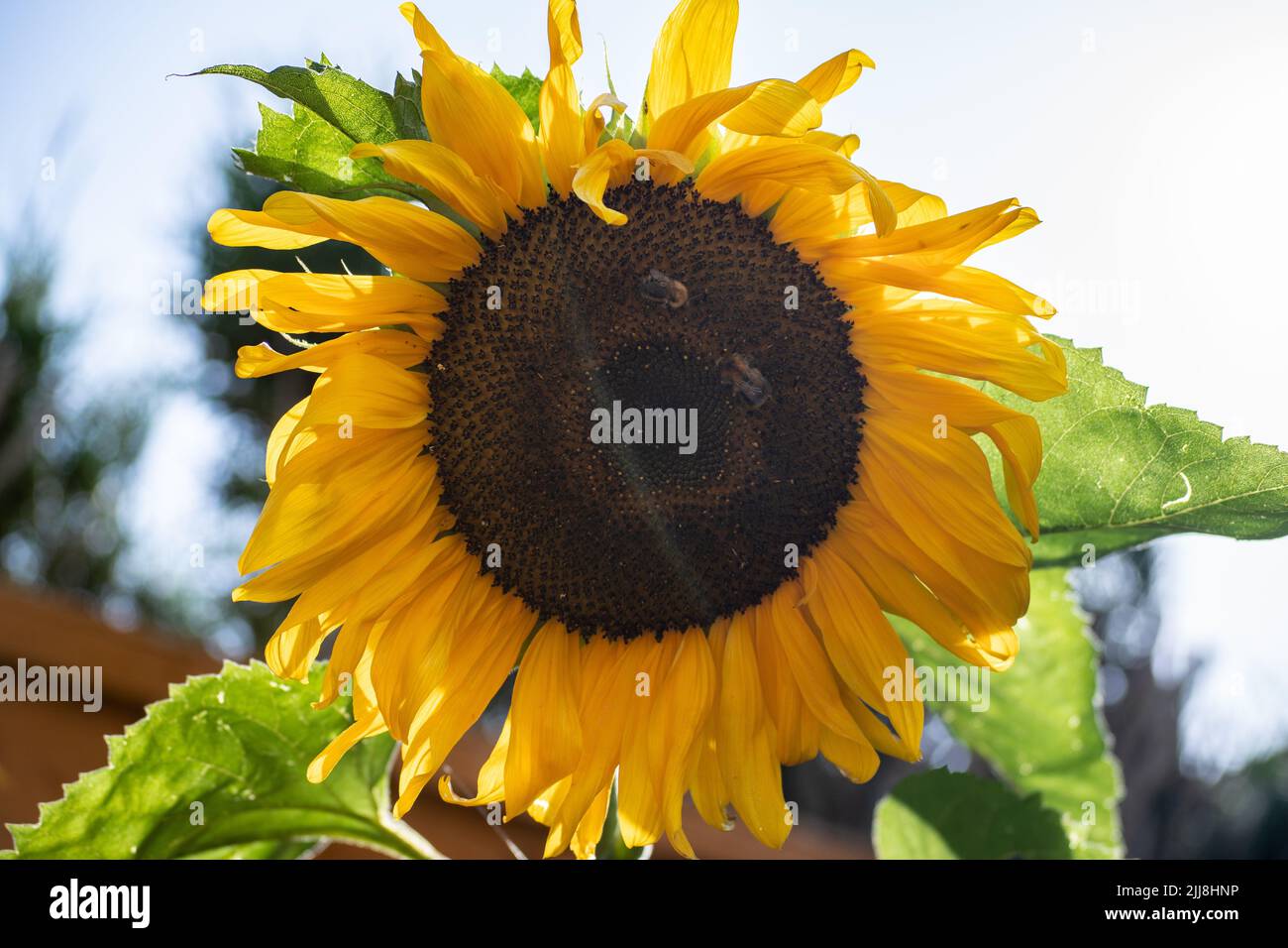 A fully bloomed sunflower in a garden Stock Photo - Alamy